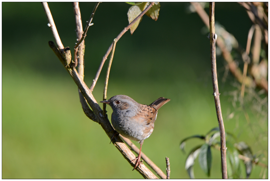 Coucou ! photo et image | animaux, animaux sauvages, oiseaux Images ...
