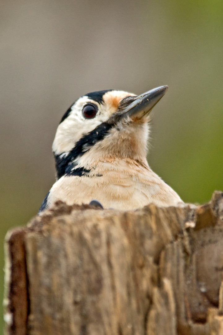 COUCOU photo et image | animaux, animaux sauvages, oiseaux Images ...