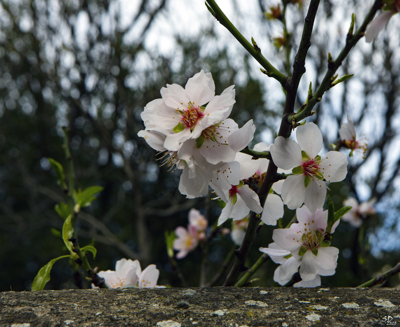 Coucou... photo et image | les saisons, printemps, arbres Images ...
