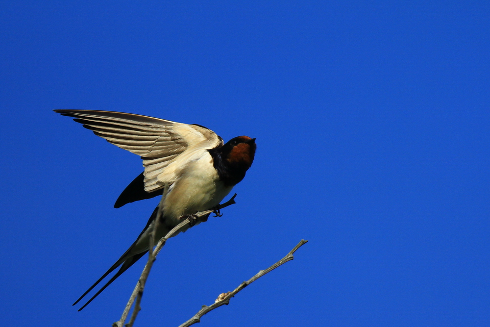Coucou ma belle... photo et image | animaux, animaux sauvages, oiseaux ...