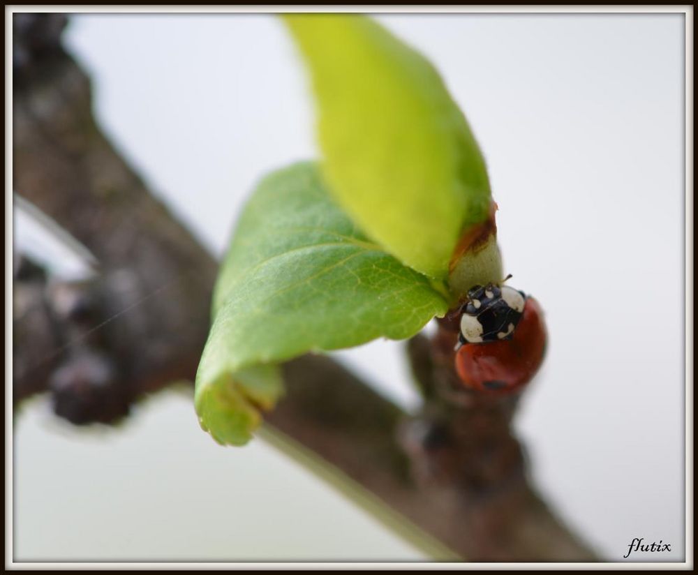 Coucou toi photo et image | macro nature, macro insectes, coccinelles ...
