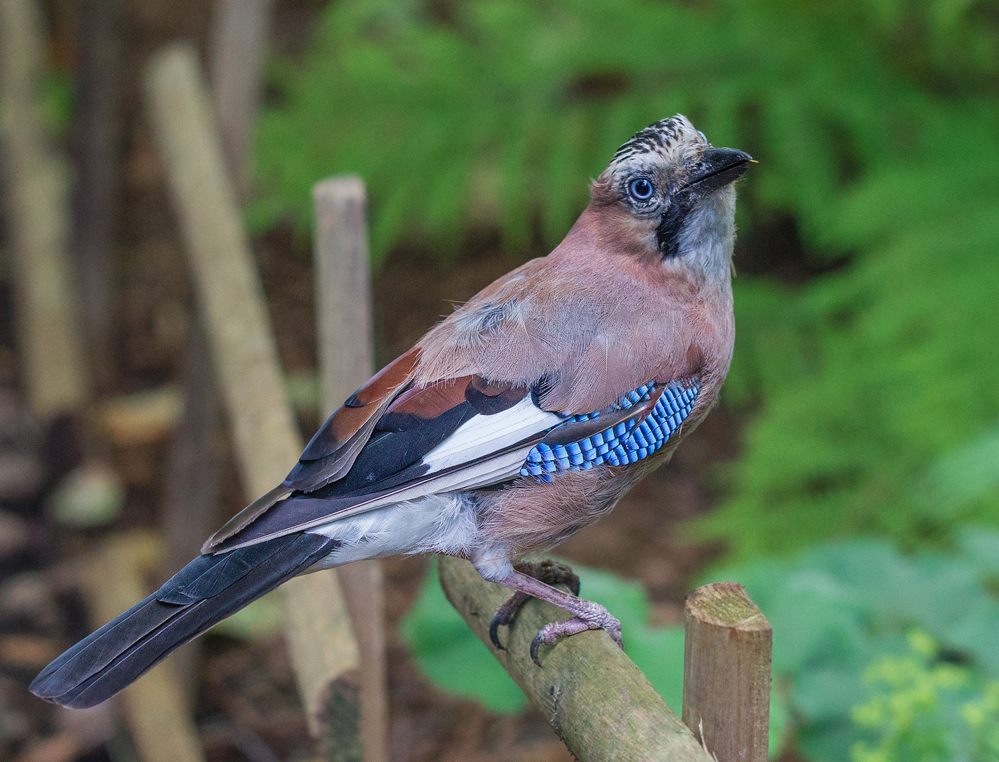 Coucou toi ! photo et image | animaux, oiseaux, geai Images fotocommunity Coucou toi ! photo et image | animaux, oiseaux, geai Images fotocommunity