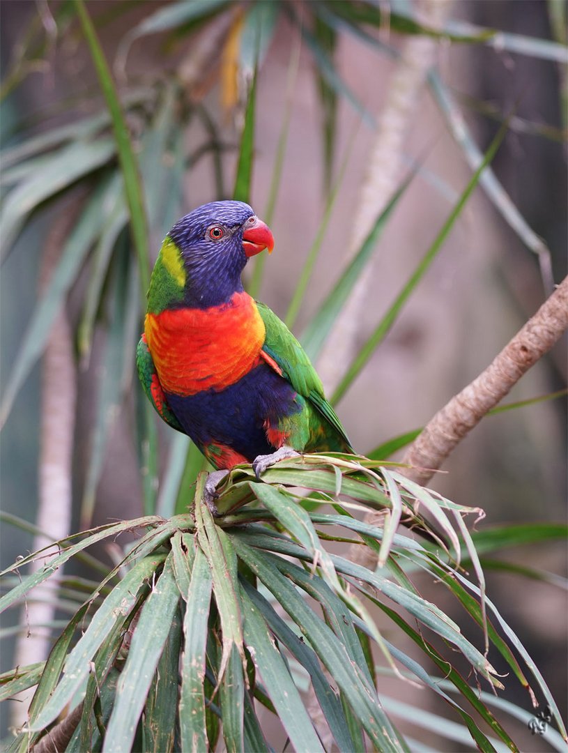 Couleurs ..... photo et image | animaux, zoo et animaux en captivité ...