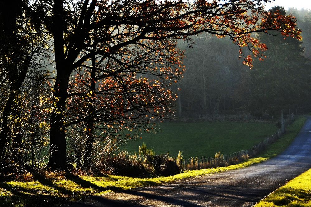 Couleurs automnales photo et image | les saisons, automne, nature ...