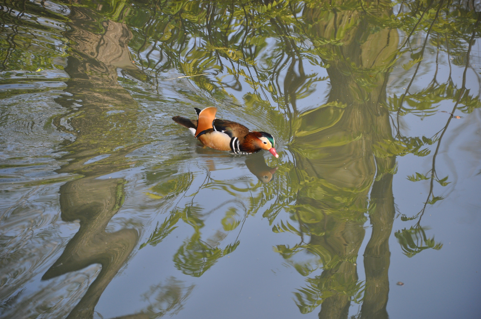 Couleurs Canard.. photo et image | animaux, animaux sauvages, oiseaux ...