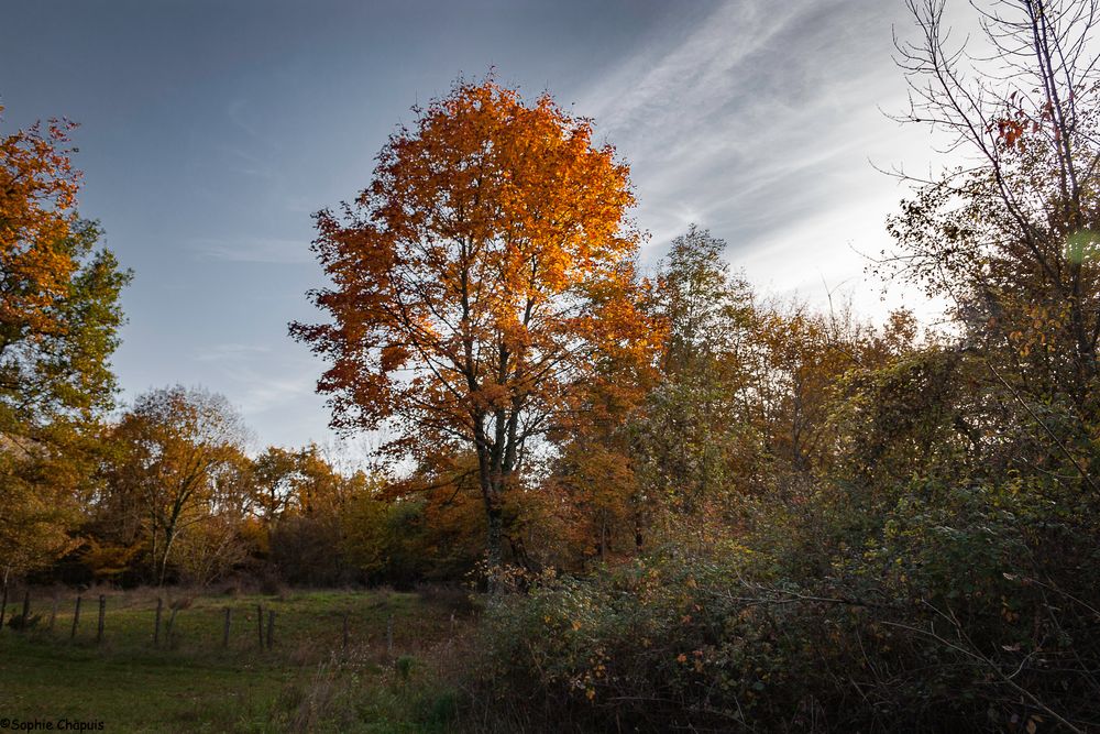 couleurs d'automnes photo et image | paysages, paysages de campagne ...