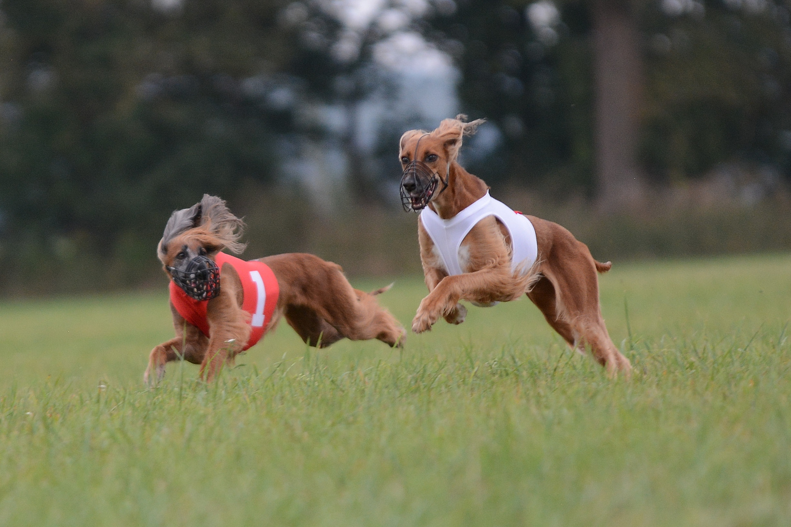 Coursing Foto & Bild | tiere, rennen, hunde Bilder auf fotocommunity
