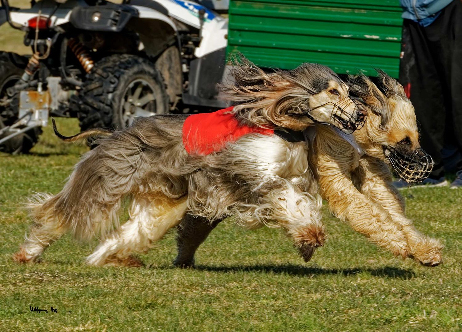 Coursing-Impressionen I Foto & Bild | sport, sport mit tieren ...