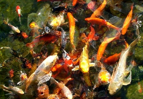 Nature Pictures & Photos