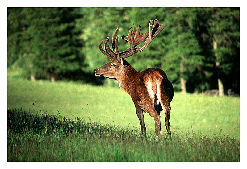 CP-259 Rothirsch # 04 Foto & Bild | tiere, wildlife, säugetiere Bilder ...