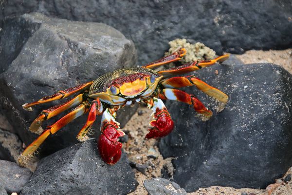 Krebse Bilder & Fotos