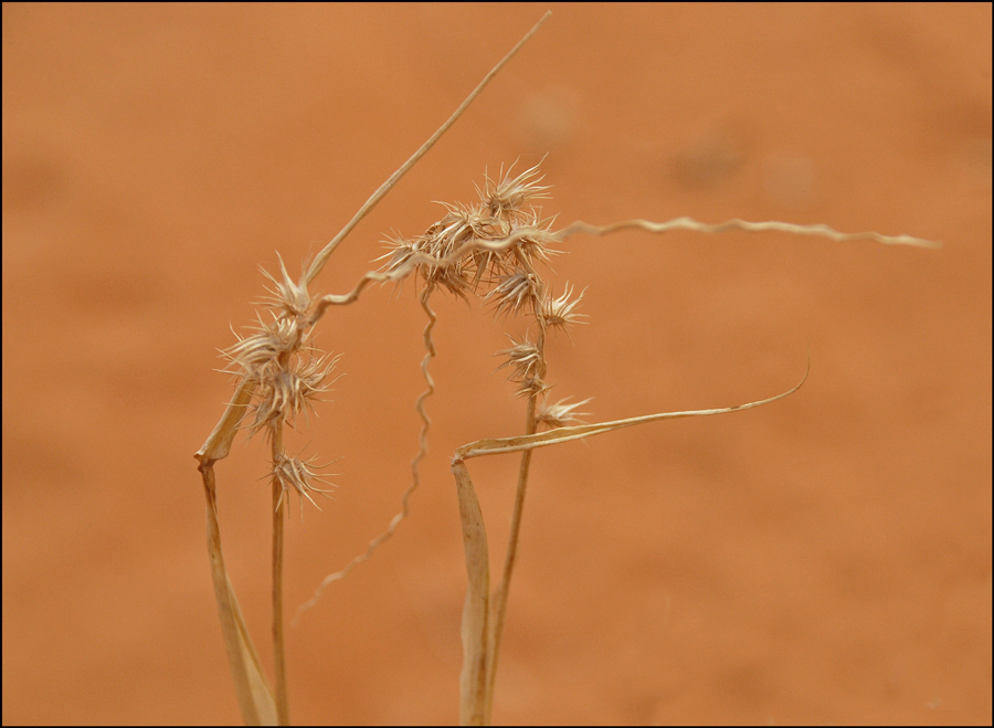 Cram-Cram Foto & Bild | africa, western africa, mali Bilder auf ...