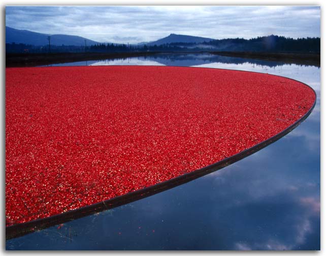 Cranberry field photo & image | north america, canada, the west images ...