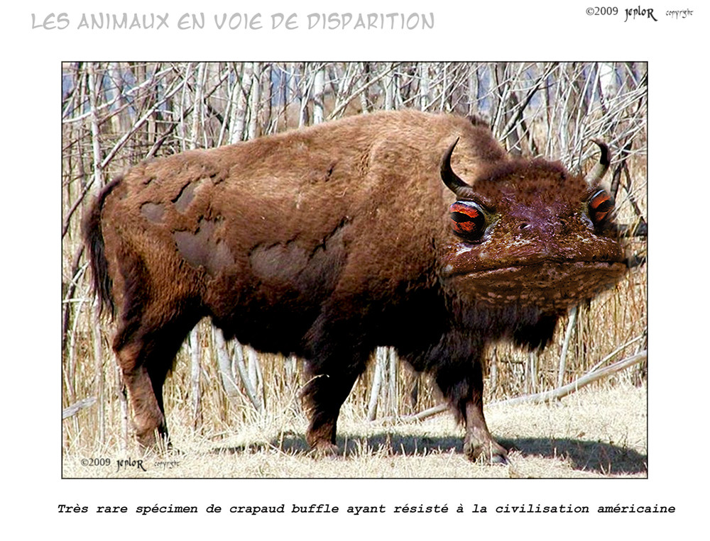 Crapaud Buffle photo et image | edition numérique, digiart Images ...