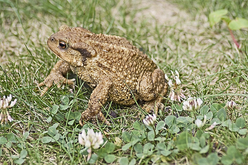 Crapeau domestique photo et image | macro nature, macro insectes ...