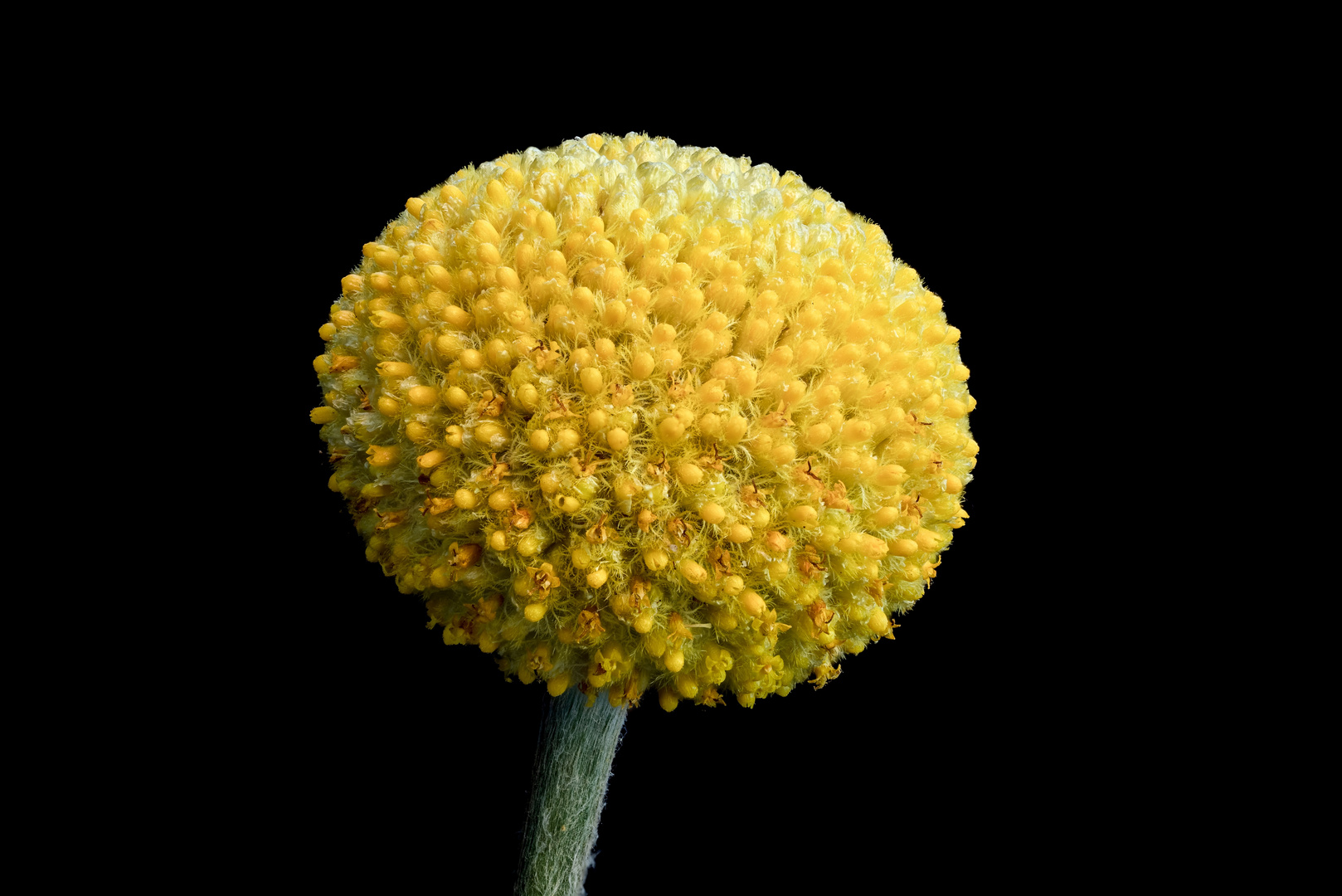 Craspedia Foto & Bild | pflanzen, pilze & flechten, blüten ...