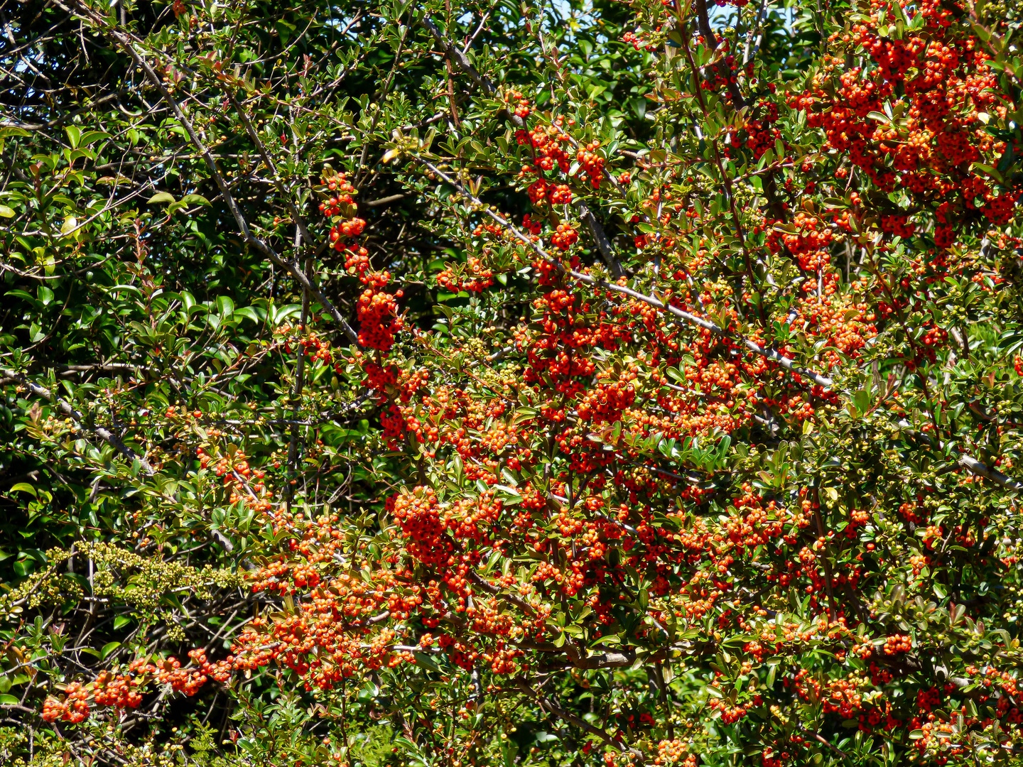 Crataegus Imagen & Foto | frutos y semillas, plantas, rural Fotos de ...