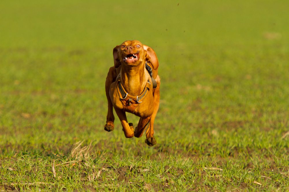 crazy dog, go away !!! Foto & Bild | hund, natur Bilder auf fotocommunity