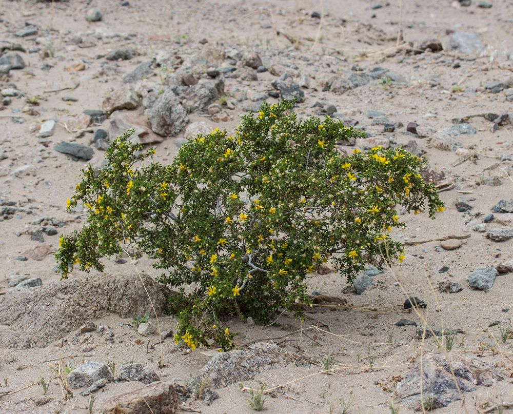 Creosote Foto & Bild | usa, california, desert Bilder auf fotocommunity
