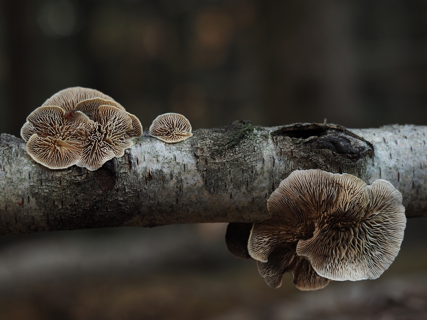 Crepidotus..... Foto & Bild | pflanzen, pilze & flechten, pilze ...