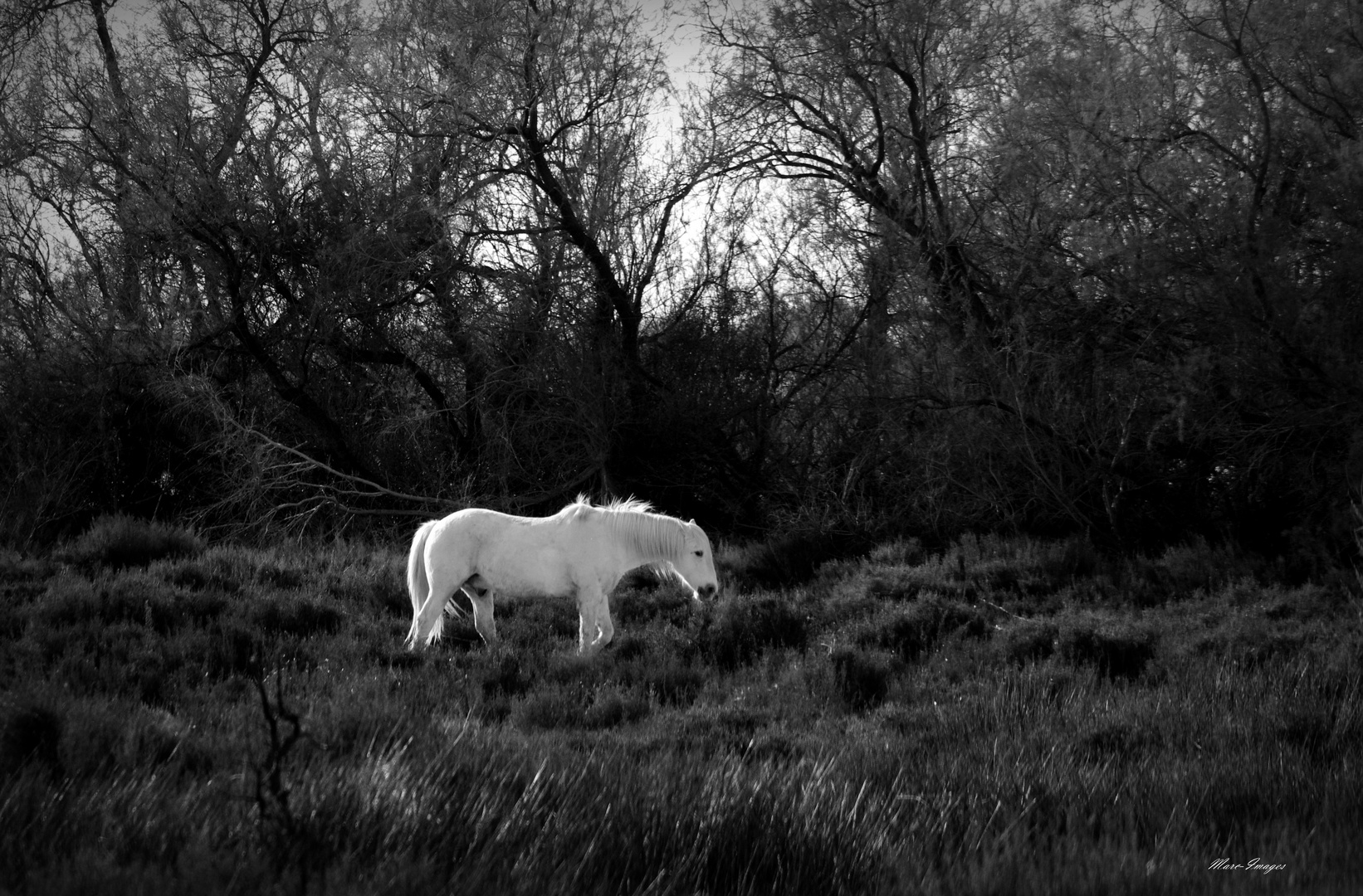 "Crin blanc" photo et image | animaux, animaux domestiques, les chevaux ...