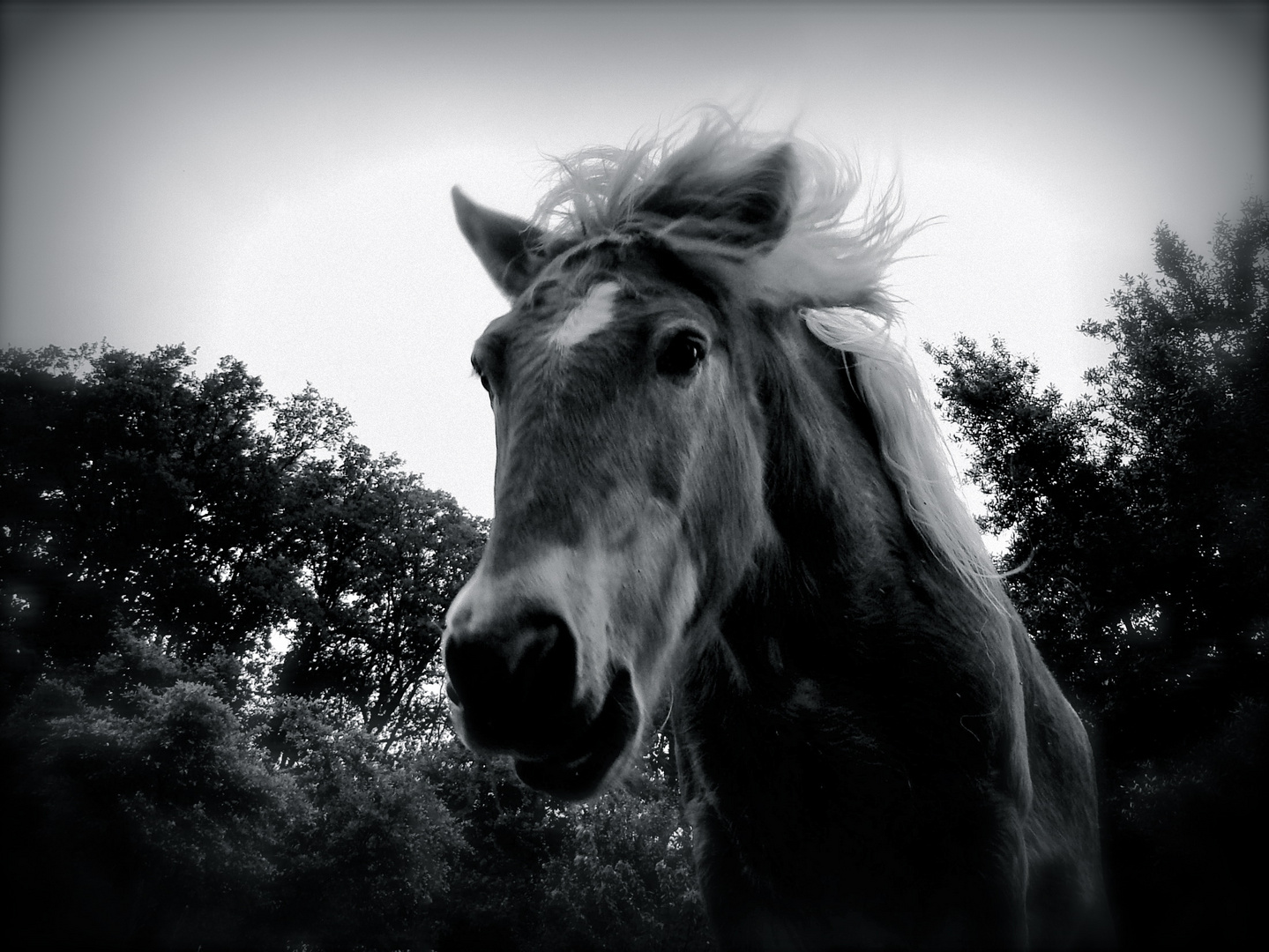 Crinière au vent ! ...... photo et image | animaux, animaux domestiques ...