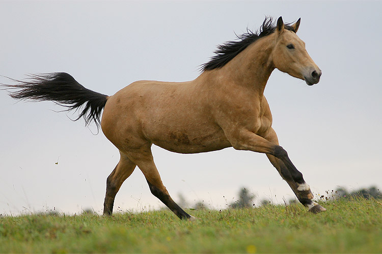 Criollo Stute Foto & Bild | tiere, haustiere, pferde, esel, maultiere ...
