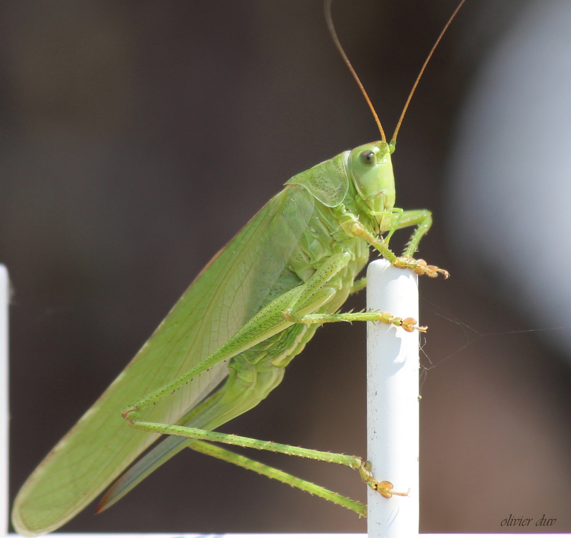 criquet vert photo et image | macro nature, macro insectes, sauterelle ...