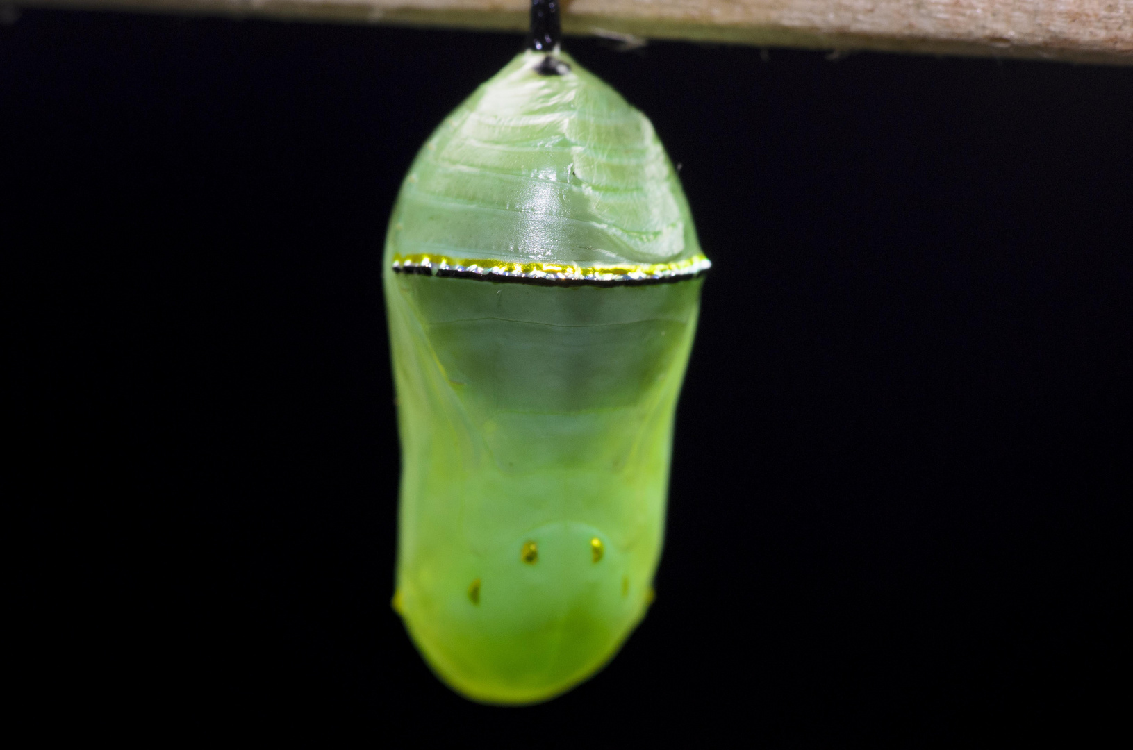 CRISALIDA MONARCA (Danaus plexxippus) Imagen & Foto | animales ...