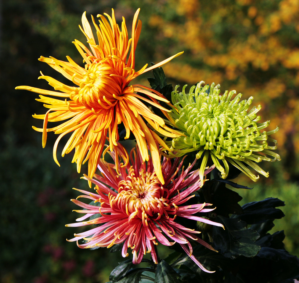 crisantemi Foto % Immagini| piante, fiori e funghi, fiori, natura Foto ...