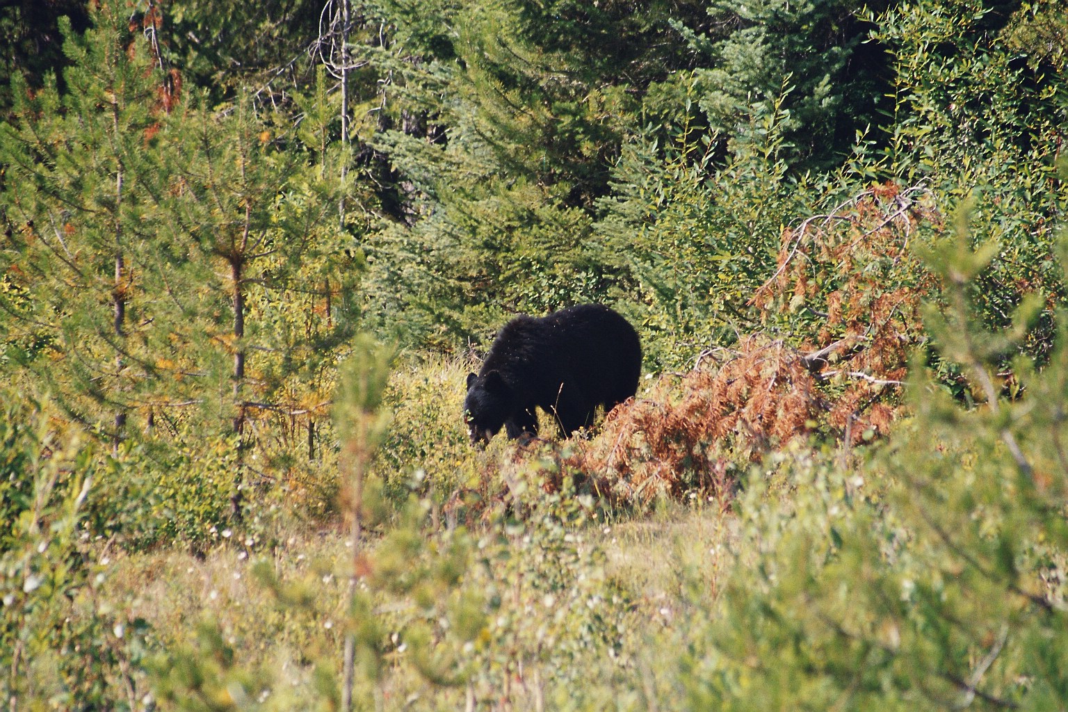 Crizzle am Strassenrand Foto & Bild | tiere, wildlife, natur Bilder auf ...