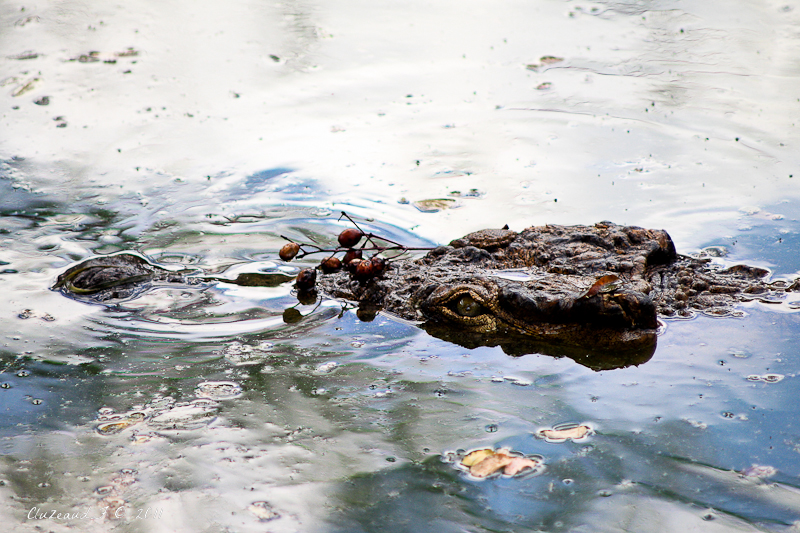 Croc!!!! photo et image | animaux, reptiles, amphibiens, nature Images ...