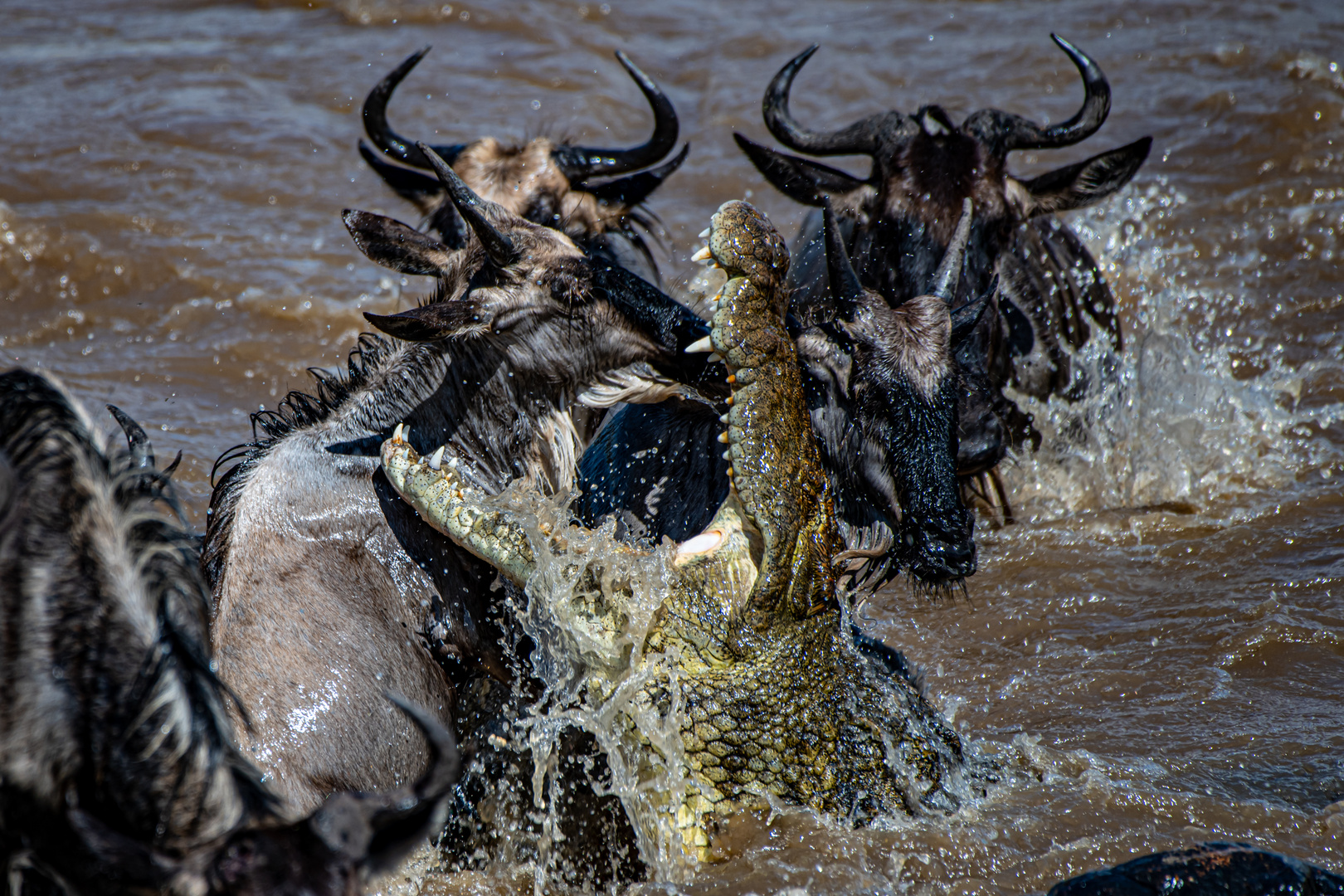 Croc Attack Foto & Bild | africa, eastern africa, tiere Bilder auf ...