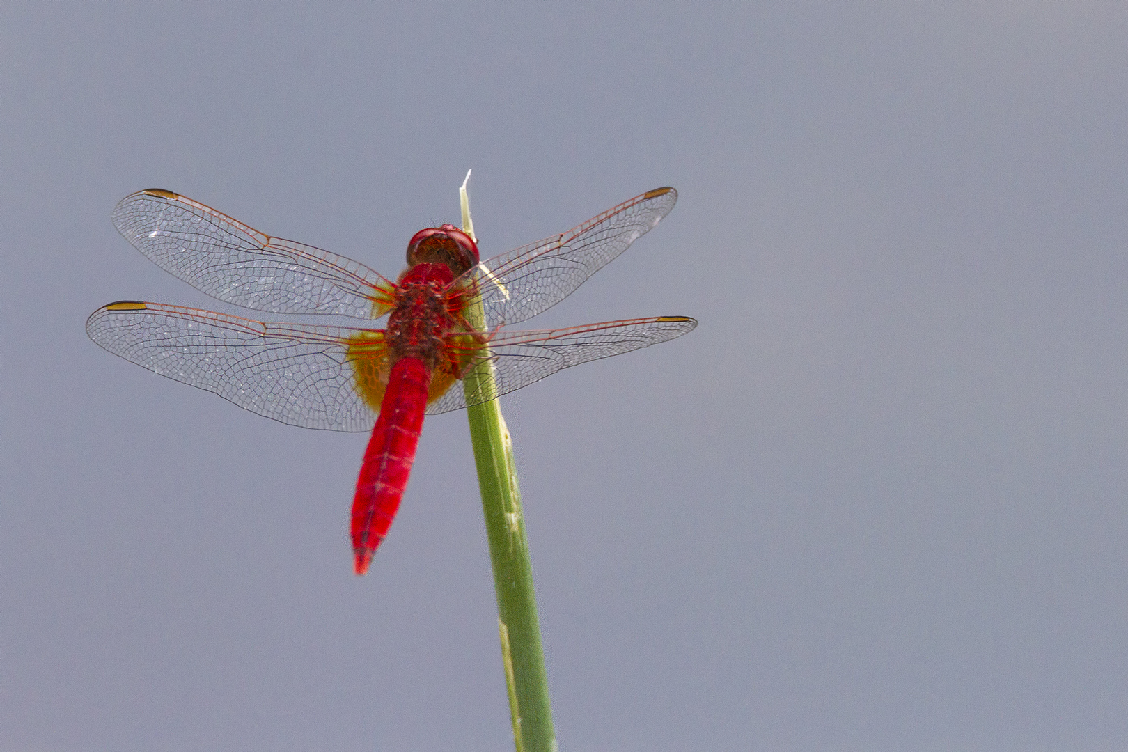 Crocothémis écarlate photo et image | nature, outdoor, natur Images ...