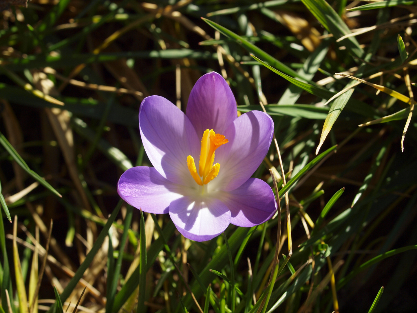 Crocus photo et image | fleurs, nature, crocus Images fotocommunity