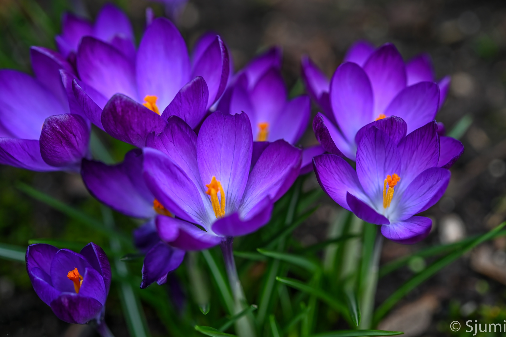 Crocus blossom magic Foto & Bild | makro, frühling, natur Bilder auf ...