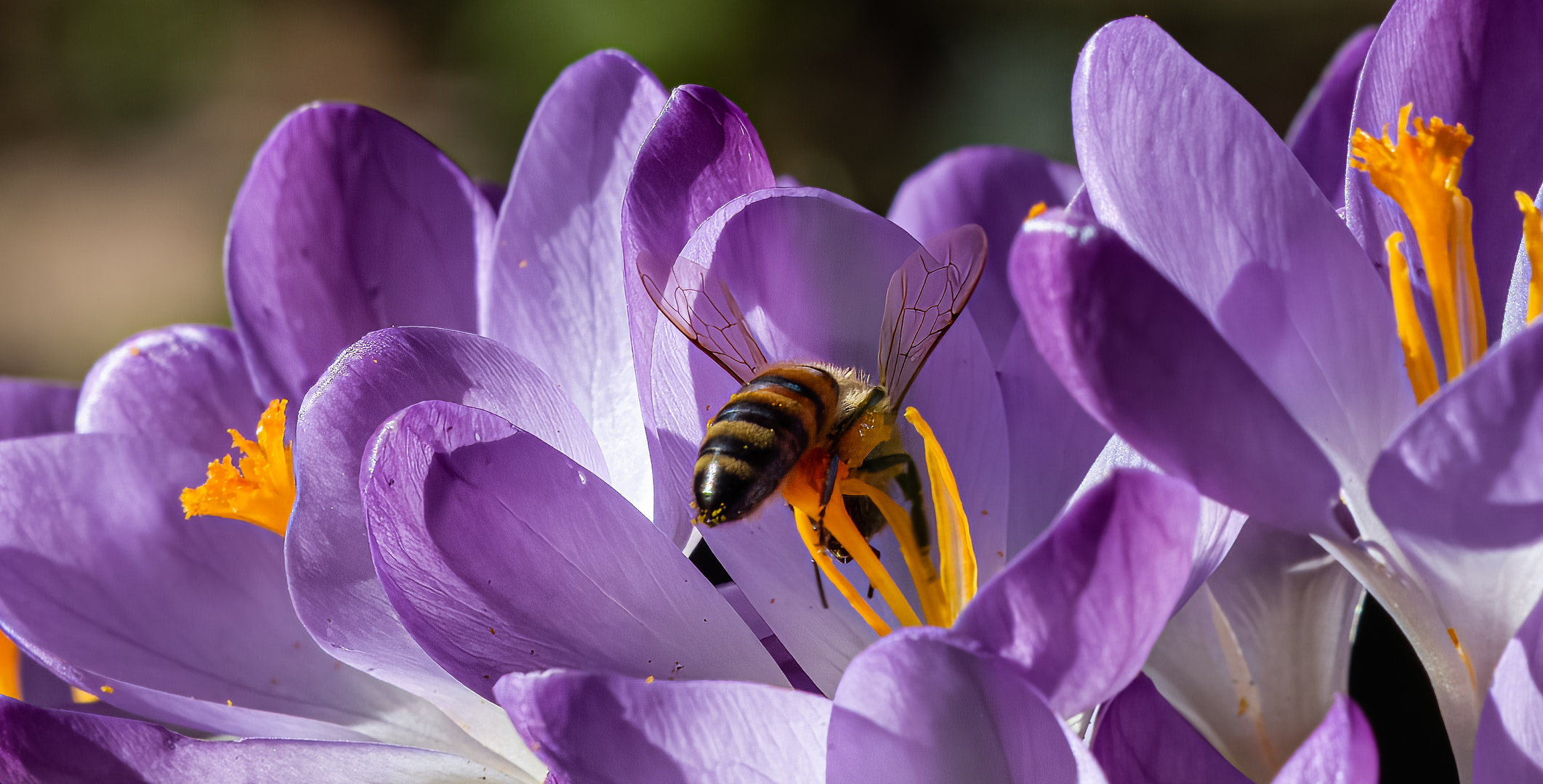 Crocus und Biene Foto & Bild | tiere, wildlife, insekten Bilder auf ...