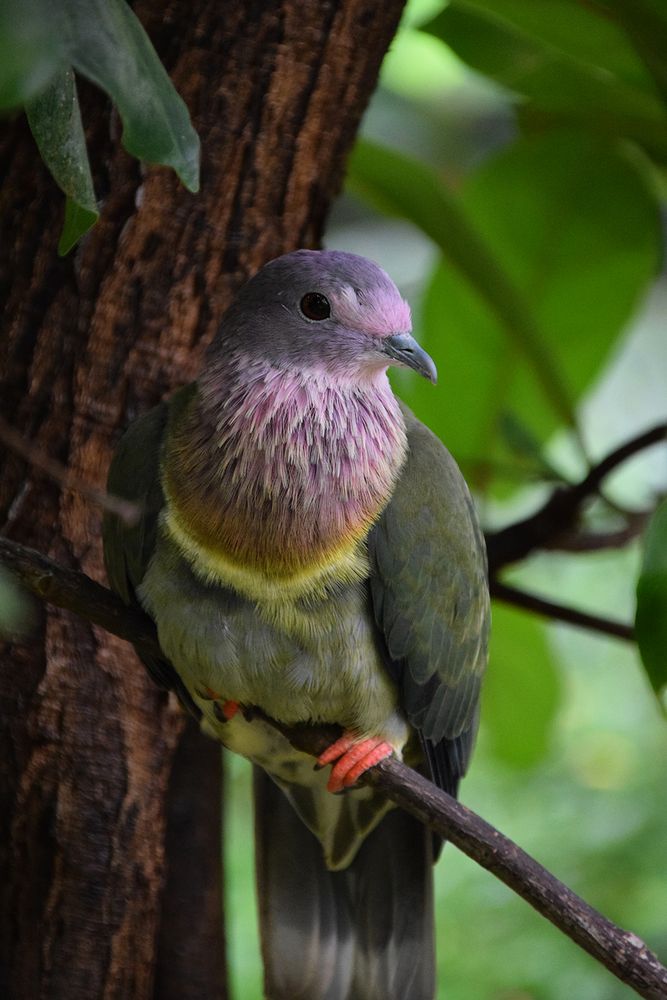 crou crou photo et image | animaux, jardins, nature Images fotocommunity