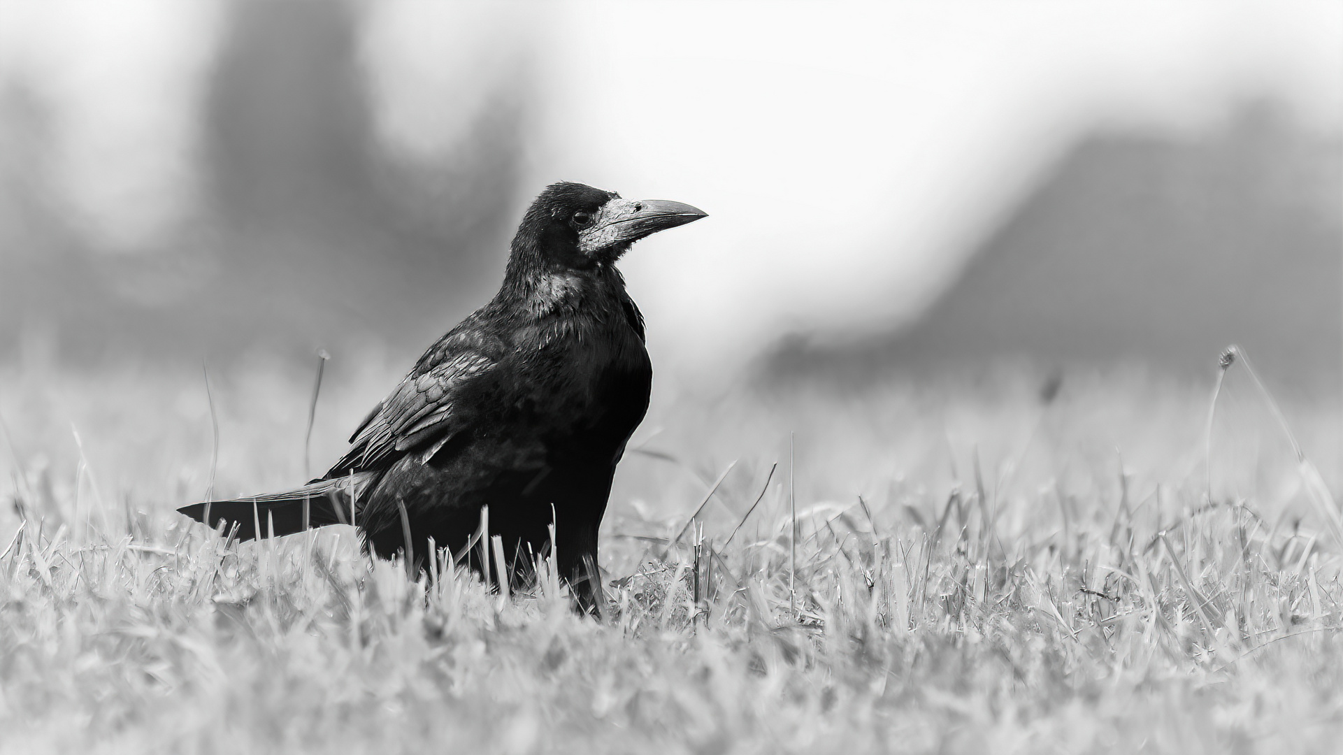 crow Foto & Bild | stillleben, tiere, wildlife Bilder auf fotocommunity