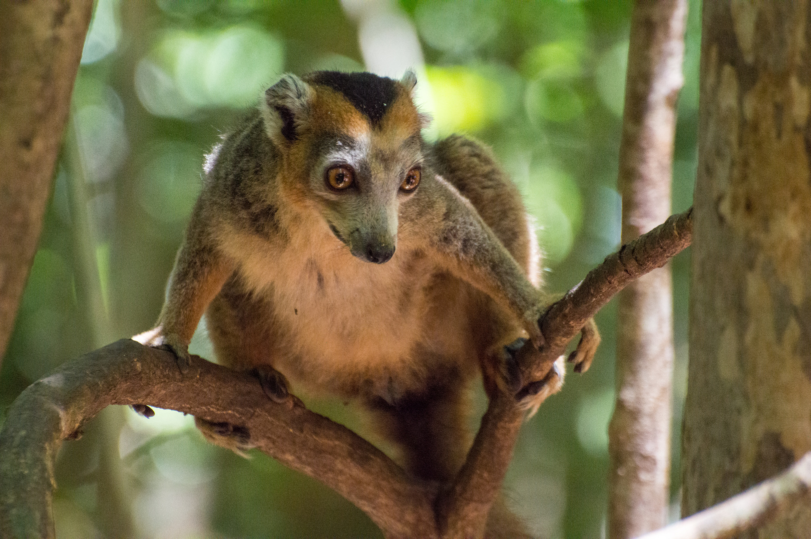 Crowned Lemur Foto & Bild | wildlife, natur Bilder auf fotocommunity