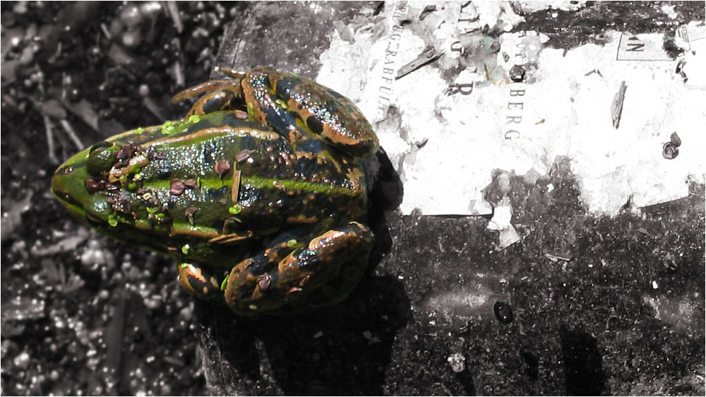 Crunchy Frog Foto & Bild | stillleben, food-fotografie, motive Bilder ...