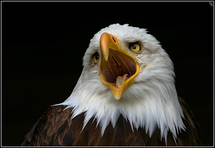 Cry for fly Foto & Bild | tiere, zoo, wildpark & falknerei, vögel ...