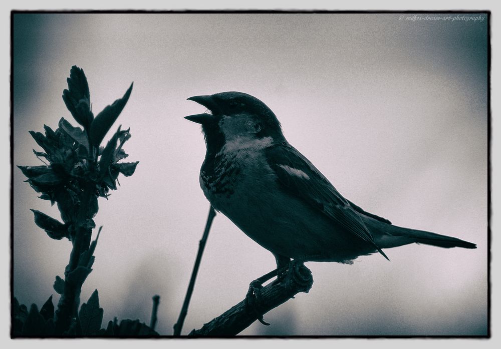 crying bird Foto & Bild | tiere, wildlife, wild lebende vögel Bilder ...