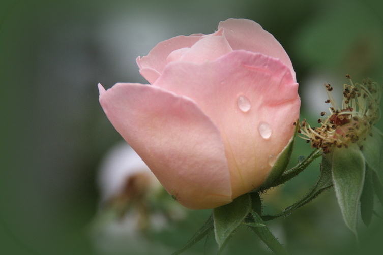 crying rose... Foto & Bild | natur, pflanzen, rosen Bilder auf ...