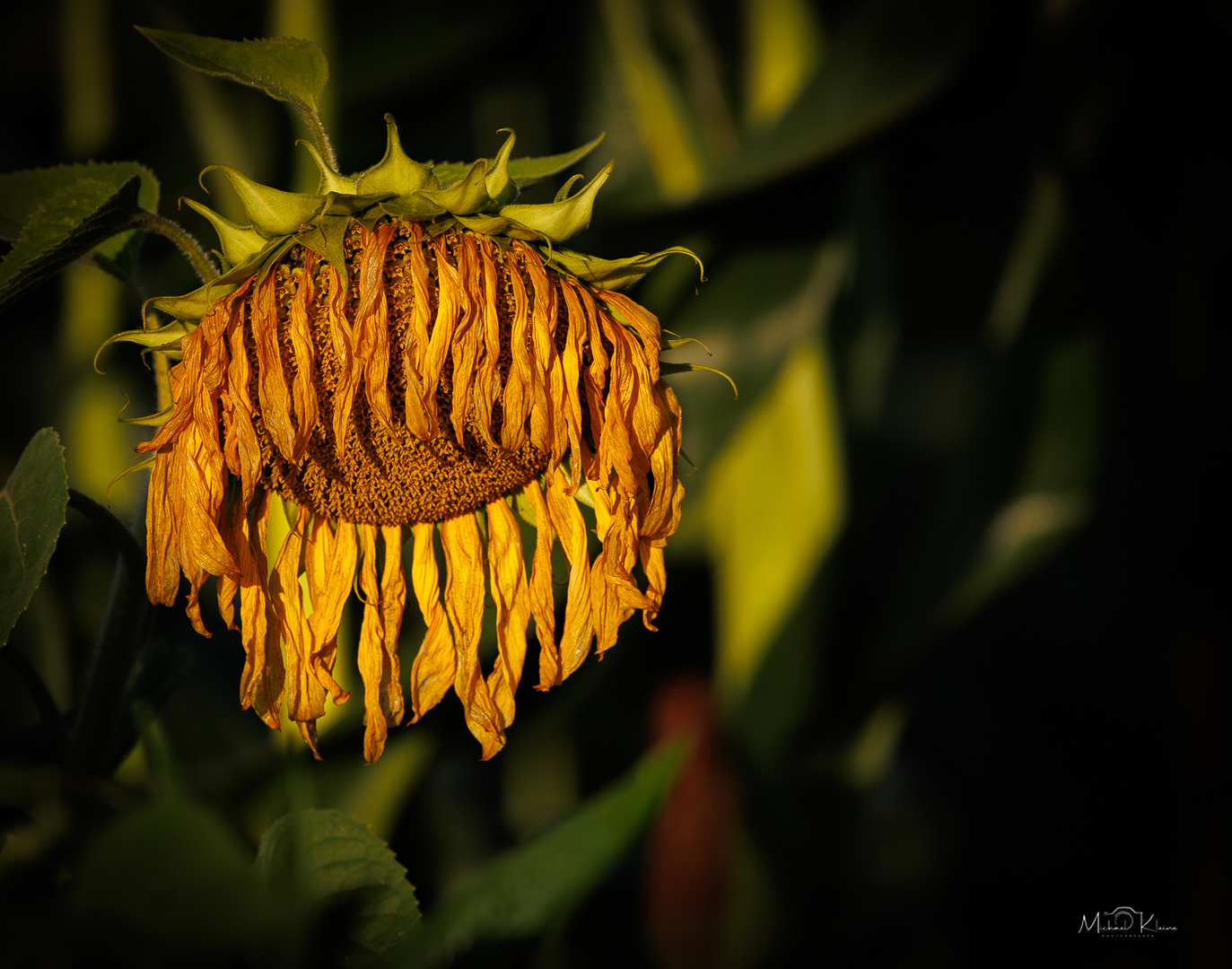 Crying Sunflower Foto & Bild | pflanzen, pilze & flechten, blüten ...