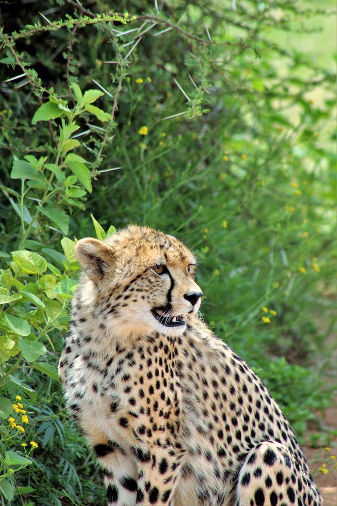 Cub Foto & Bild | park, world, outdoor Bilder auf fotocommunity