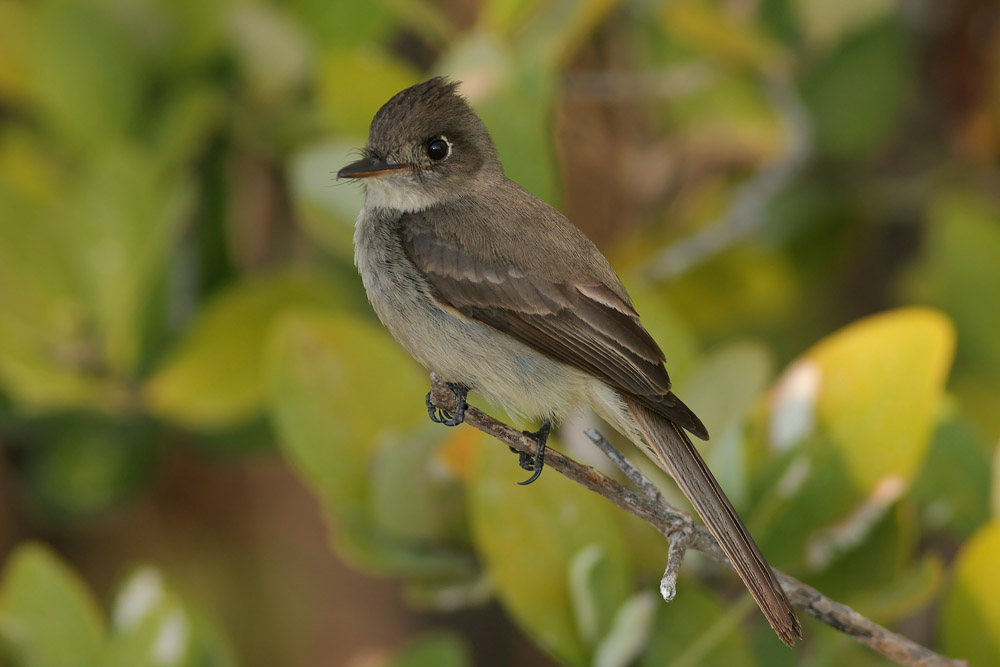 Cuban Pewee Foto & Bild | tiere, wildlife, wild lebende vögel Bilder ...