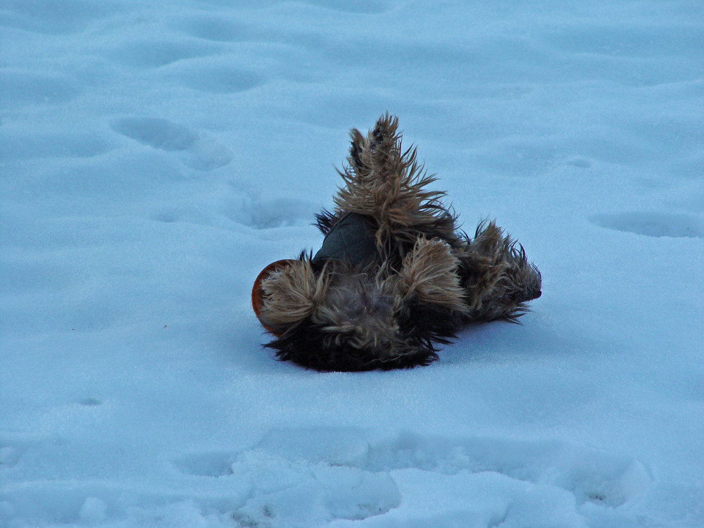 CUCA Imagen & Foto | animales, animales domésticos, naturaleza Fotos de ...