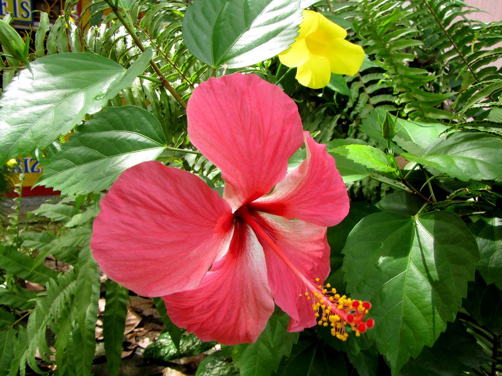 cucarda Imagen & Foto | plantas, flores, naturaleza Fotos de fotocommunity