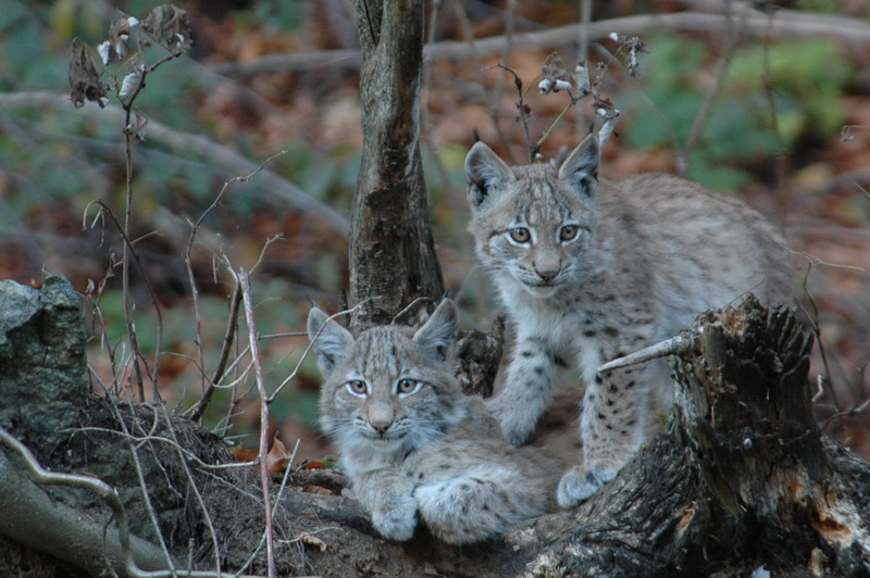 cuccioli di lince Foto % Immagini| animali, natura Foto su fotocommunity